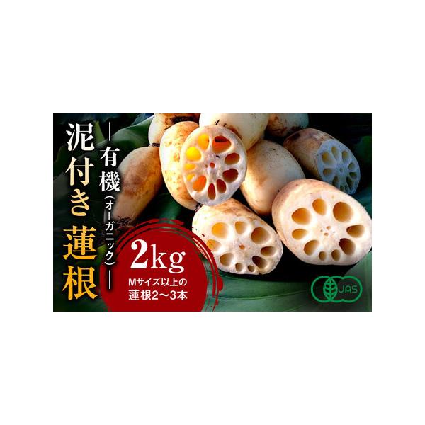 ■ 容量　蓮根：2kg（Mサイズ以上の蓮根2-3本）■ 配送について　2025年9月から2026年2月中旬にかけて、お申込み順に順次発送　　※お申込みが増加する年末年始や大型連休は、上記期間より発送にお時間がかかる可能性がございます。　タイ...