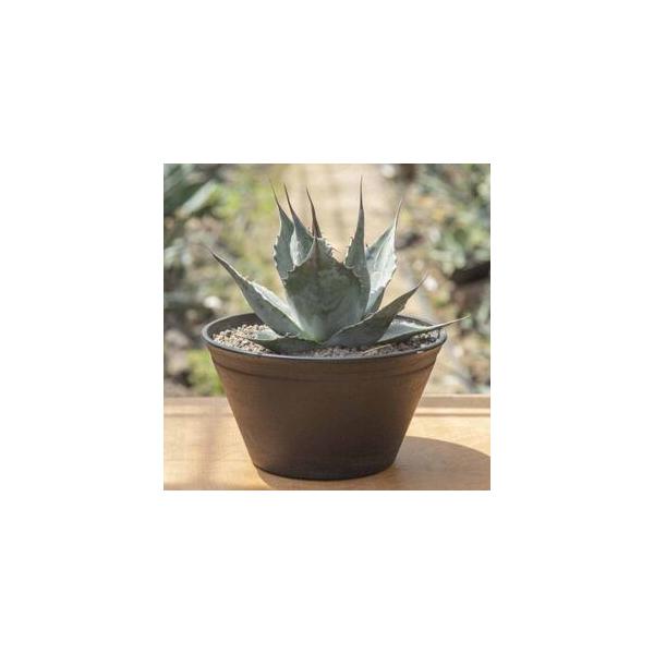 ■ 容量　※上記に記載■ 配送について　2026年1月より順次発送　タイプ：【常温】