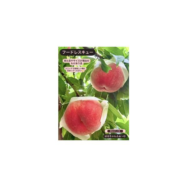 ■ 容量　訳あり桃 約2kg（5〜9玉）　　【申込期日】　2026年7月下旬頃まで　【消費期限】　到着次第、お早めにお召し上がりください。　【アレルギー品目】　もも　　【注意事項】　※上記注意事項を必ずご確認ください。　※画像はイメージです...