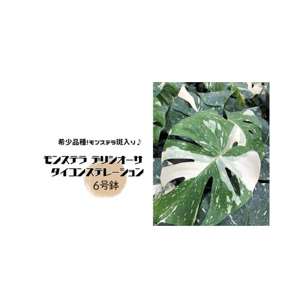 ■ 容量　6号鉢 1個　■ 配送について　決済確認から14日以内に発送　※冬季の発送につきましては、配送中寒さで植物が痛む可能性があるため、暖かくなる（3月〜4月以降）の発送となりますのでご注意のうえご注文ください。　タイプ：【常温】