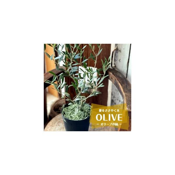 ■ 容量　■オリーブ(観葉植物)1鉢：高さ約70cm×幅約30cm　■メンテナンスカード付き　※植物のため高さやボリュームなど異なる場合があります。■ 配送について　決済から1ヶ月程度で発送　タイプ：【常温】