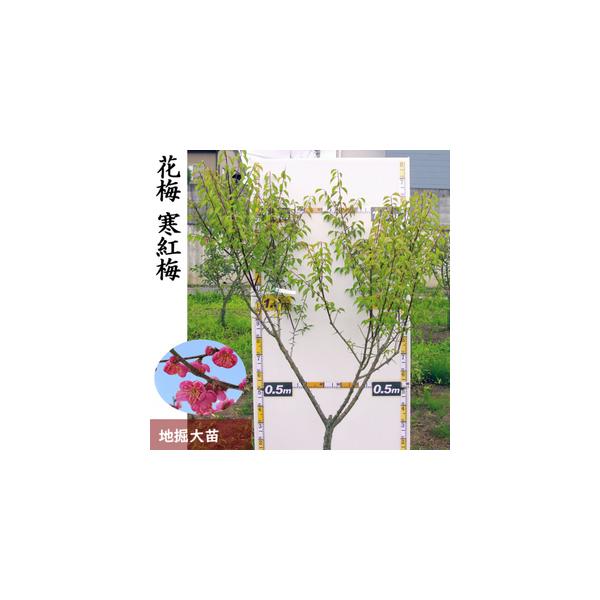■ 容量　ウメ(花梅)寒紅梅(かんこうばい)[地掘苗] 1苗　■ 配送について　2025年11月中旬〜2026年3月末頃に順次発送予定　タイプ：【常温】