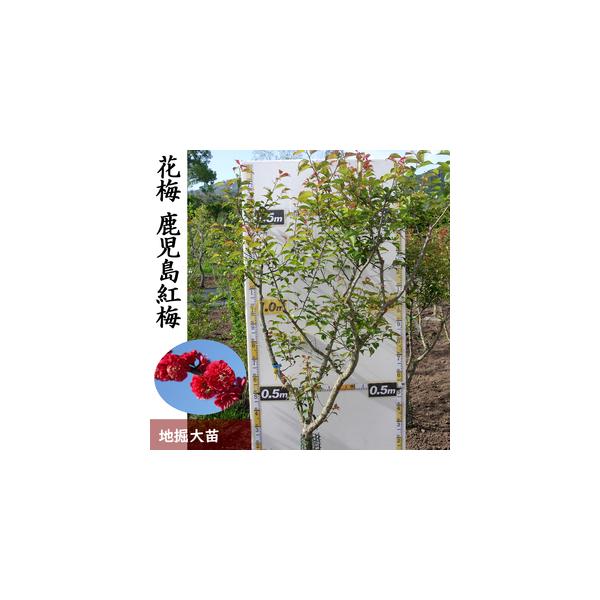 ■ 容量　ウメ(花梅)鹿児島紅梅(かごしまこうばい)[地掘苗]　1苗■ 配送について　2025年11月中旬〜2026年3月下旬頃に順次発送予定（1・2月を除く）　※配送可能時期からお客様と日程調整後配送　タイプ：【常温】