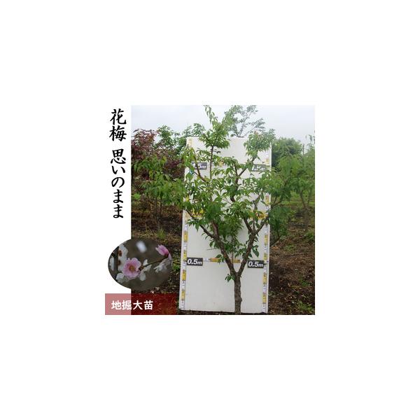 ■ 容量　ウメ(花梅) 思いのまま[地掘苗]　1苗■ 配送について　2025年11月中旬〜2026年3月下旬頃に順次発送予定（1・2月を除く）　※配送可能時期からお客様と日程調整後配送　タイプ：【常温】