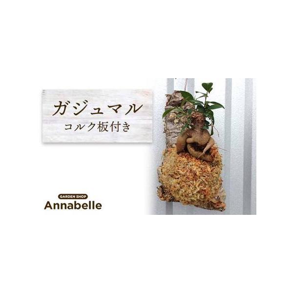 ■ 容量　ガジュマル コルク板付 ×1　■ 配送について　決済確認から7日以内に発送　　タイプ：【常温】