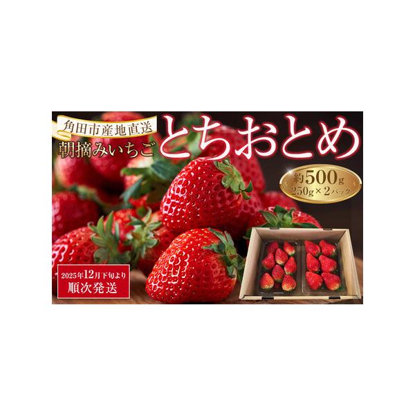 ■ 容量　とちおとめ　合計約500g（250g×2パック）　※形、粒数、大きさ等のご指定はできません。　【賞味期限】　出荷後：4日以内■ 配送について　2025年12月下旬より順次発送します。　【受付期間】　〜2026年4月25日　タイプ：...