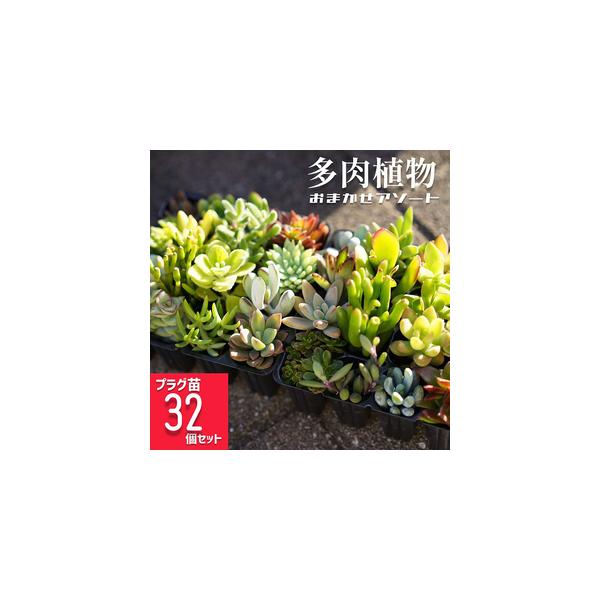 ■ 容量　多肉植物 おまかせアソート 32苗セット■ 配送について　20日以内に発送します。　※母の日の期間（5月1日〜5月12日）は発送不可　タイプ：【常温】