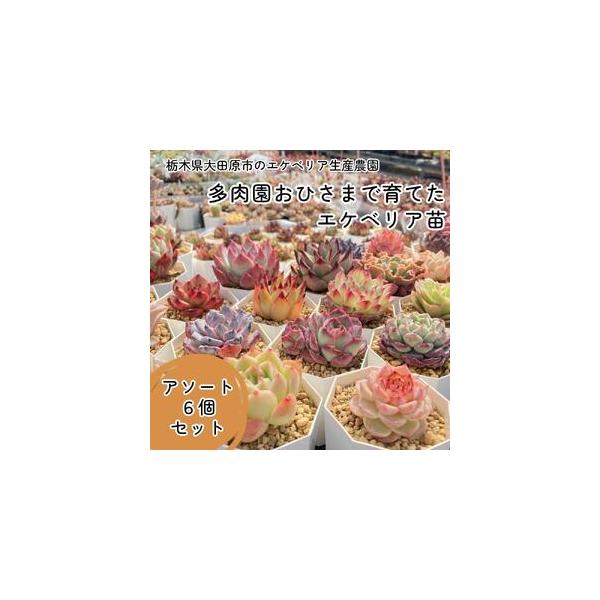 ■ 容量　多肉植物苗　品種：エケベリア　サイズ：直径6cm前後　数量：6個　生産地：栃木県大田原市■ 配送について　ご入金確認後、14営業日以内に発送いたします。　タイプ：【冷蔵】