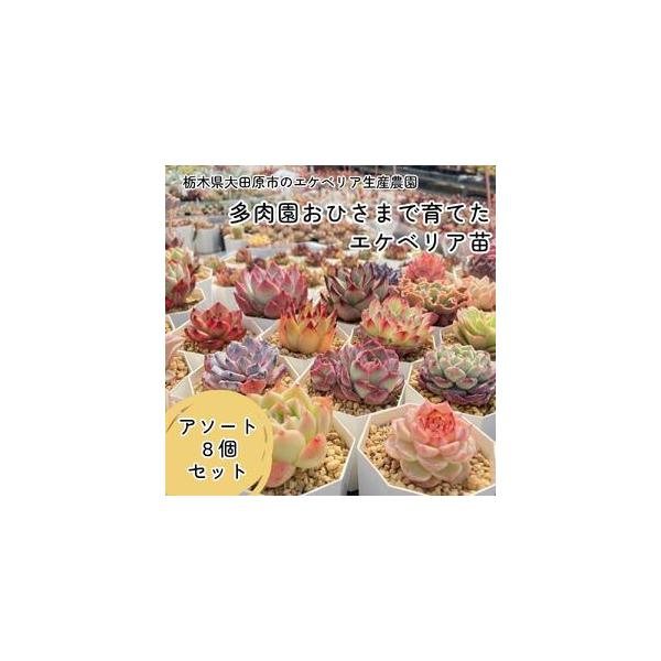■ 容量　多肉植物苗　品種：エケベリア　サイズ：直径6cm前後　数量：8個　生産地：栃木県大田原市■ 配送について　ご入金確認後、14営業日以内に発送いたします。　タイプ：【冷蔵】