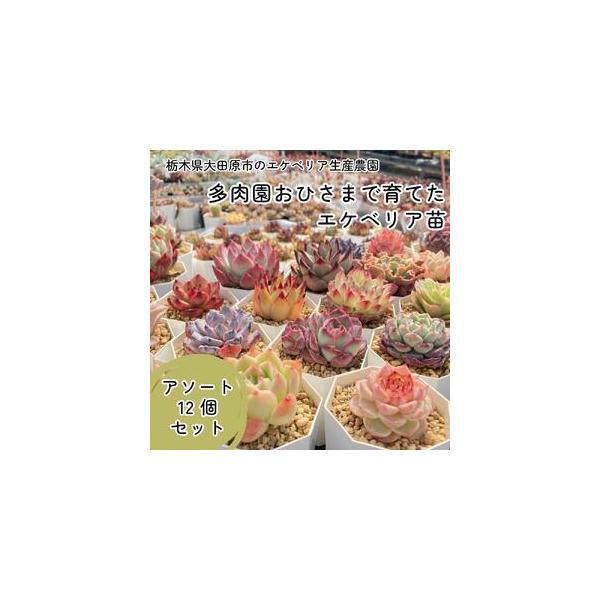 ■ 容量　多肉植物苗　品種：エケベリア　サイズ：直径6cm前後　数量：12個　生産地：栃木県大田原市■ 配送について　ご入金確認後、14営業日以内に発送いたします。　タイプ：【冷蔵】