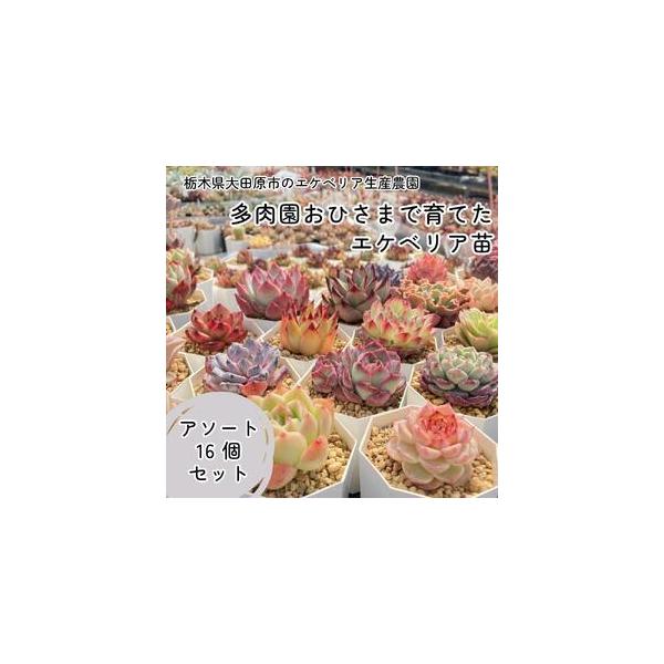 ■ 容量　多肉植物苗　品種：エケベリア　サイズ：直径6cm前後　数量：16個　生産地：栃木県大田原市■ 配送について　ご入金確認後、14営業日以内に発送いたします。　タイプ：【冷蔵】