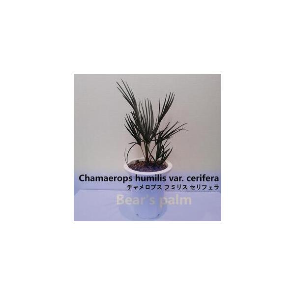 ■ 容量　チャメロプスフミリスセリフェラ　鉢底からの高さ50cm-70cm■ 配送について　入金確認後、1週間以内に発送いたします。　タイプ：【常温】