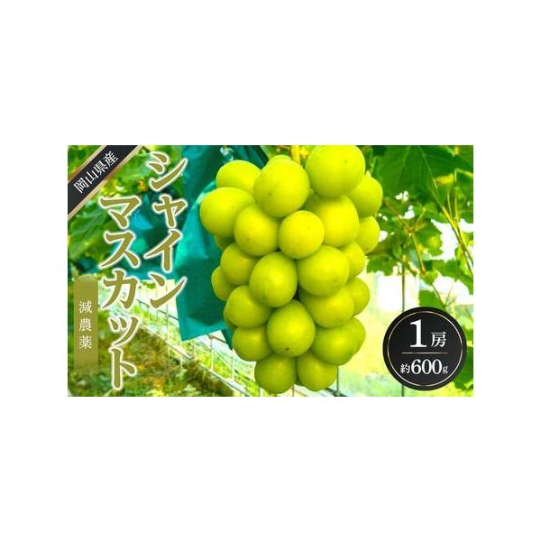■ 容量　ばんの農園 減農薬／ハウス栽培の シャインマスカット 1房 約500g　岡山県内産（5条8号ハ）　※お届け日の指定は申し訳ないですが、お受けできません。　※時間帯の指定はお受けいたします。　※減農薬農法で栽培の為、ごく稀に虫等が付...