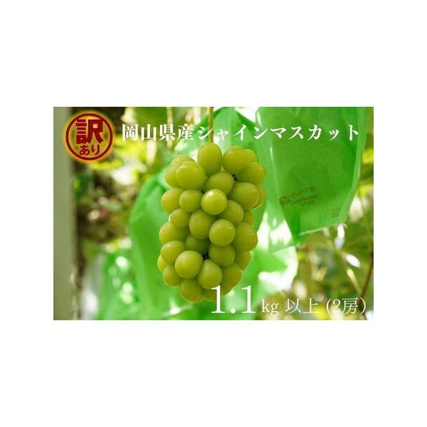 ■ 容量　【家庭用】シャインマスカット 2房 合計1.1kg以上　岡山県内産（5条8号ハ）　※お届け日、時間の指定は申し訳ないですが、お受けできません。　※果物は大変傷みやすいです。受取後すぐにお品の状態をご確認ください。　※天候によりまれ...