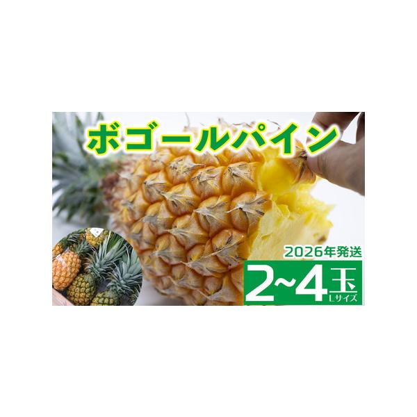 ■ 容量　名護市産ボゴールパイン　2〜4玉　2.4kg以上■ 配送について　2026年4月下旬〜7月中旬発送　タイプ：【冷蔵】