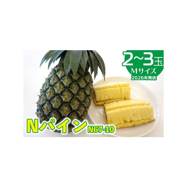 ■ 容量　名護市産Nパイン(N67-10)　2〜3玉（Mサイズ）2.5kg以上■ 配送について　2026年8月上旬〜9月中旬発送　タイプ：【冷蔵】