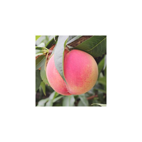 ■ 容量　内容量：約3kg　原産地：長野県産　賞味期限：出荷日から５日　提供元：山下屋荘介■ 配送について　配送予定：2026年7月11日〜2026年8月15日　配送日の指定はできません。　配送不可地域：離島　タイプ：【冷蔵】