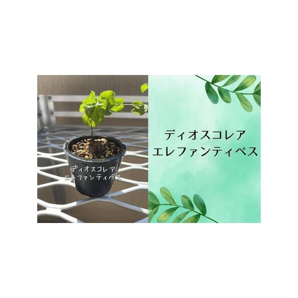 ■ 容量　ディオスコレアエレファンティペス実生株(発根済み)×１本　【サイズ】　植え込み高さ：約13cm　鉢直径：約8cm■ 配送について　ご入金確認後、1週間以内に発送いたします。※生育状況により多少前後する可能性がございます。　タイプ：...