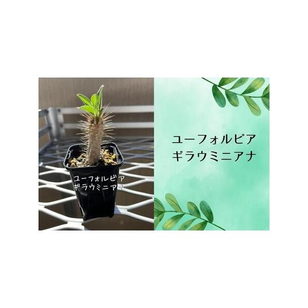 ■ 容量　ユーフォルビアギラウミニアナ実生株(発根済み)×１本　【サイズ】　植え込み高さ：約15cm　鉢直径：約6.5cm■ 配送について　ご入金確認後、1週間以内に発送いたします。※生育状況により多少前後する可能性がございます。　タイプ：...