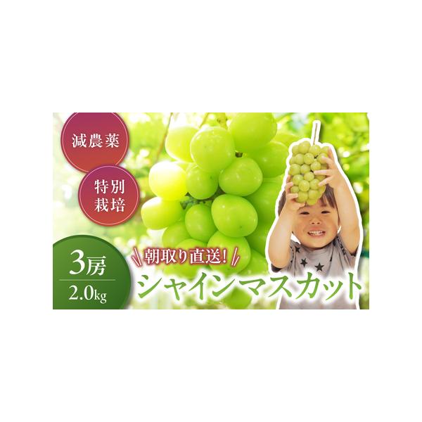 ■ 容量　シャインマスカット2.0kg（3房）1箱　数量限定　※規定数量に達し次第受付終了■ 配送について　2026年8月上旬から順次発送予定　※天候により発送時期が前後しますのでご了承願います。　※沖縄・離島・一部遠隔地へのお届けは出来ません。