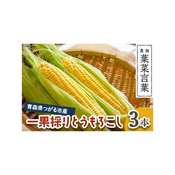 ■ 容量　■内容量：一果採りとうもろこし 3本 合計約1kg■ 配送について　令和8年7月下旬から8月上旬まで順次発送　※天候や収穫状況によって発送期間が変更になる場合がございます。　　※離島への発送はできません。　　※お届け日の指定はでき...