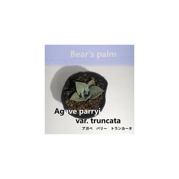 ■ 容量　アガベパリートランカータ　5cm-8cm■ 配送について　入金確認後、1週間以内に発送いたします。　タイプ：【常温】