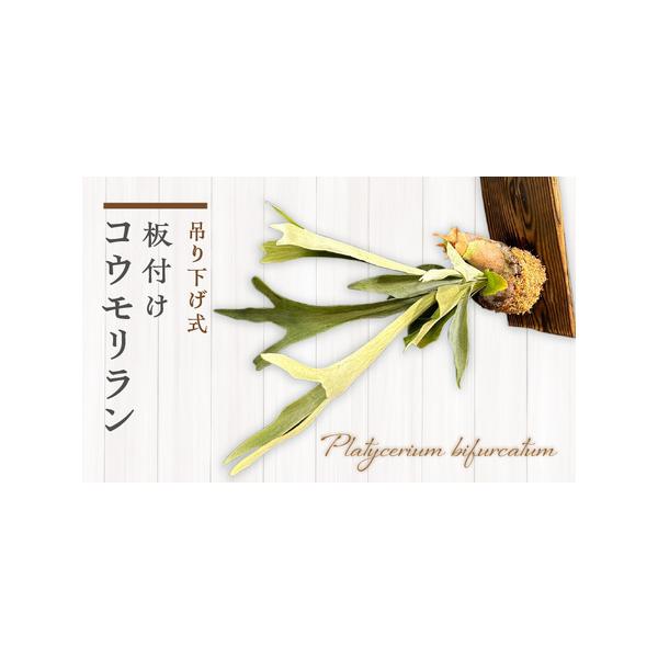 ■ 容量　【吊り下げ式】板付け観葉植物　横約25×幅約50×高さ約45（cm）　※板を含めたサイズです。■ 配送について　ご入金確認後、2025年4月1日以降順次発送予定　タイプ：【常温】