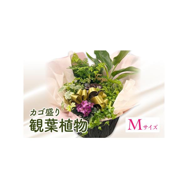 ■ 容量　観葉植物のカゴ盛り【Mサイズ】　横約40×奥約40×高さ約40（cm）■ 配送について　ご入金確認後、約1ヶ月以内に発送予定　タイプ：【常温】