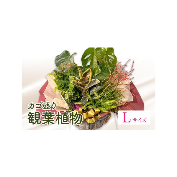 ■ 容量　観葉植物のカゴ盛り【Lサイズ】　横約45×奥約45×高さ約45（cm）■ 配送について　ご入金確認後、約1ヶ月以内に発送予定　タイプ：【常温】