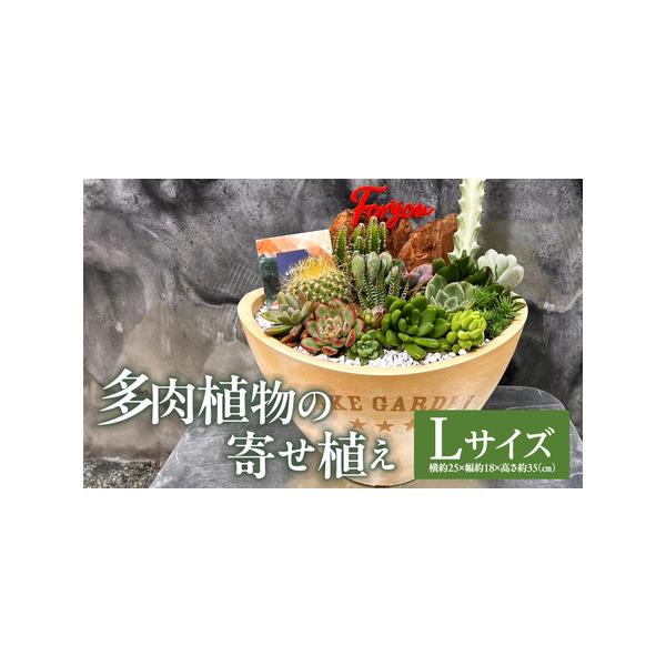 ■ 容量　オリジナルデザイン寄せ植え（サボテン＆多肉植物）【Lサイズ】　横約25×幅約18×高さ約35(cm)■ 配送について　ご入金確認後、約1ヶ月以内に発送予定　タイプ：【常温】