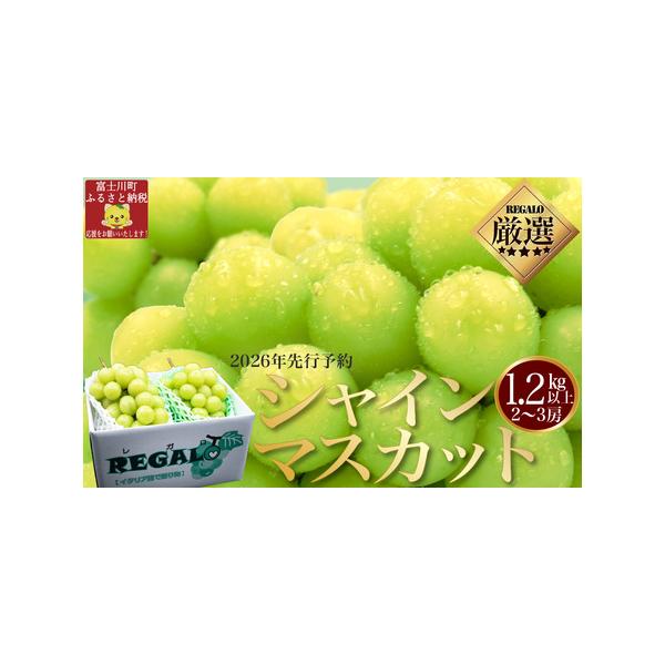 ■ 容量　１．２ｋｇ以上（２〜３房）■ 配送について　令和８年８月中旬〜１０月中旬 　順次発送　タイプ：【常温】