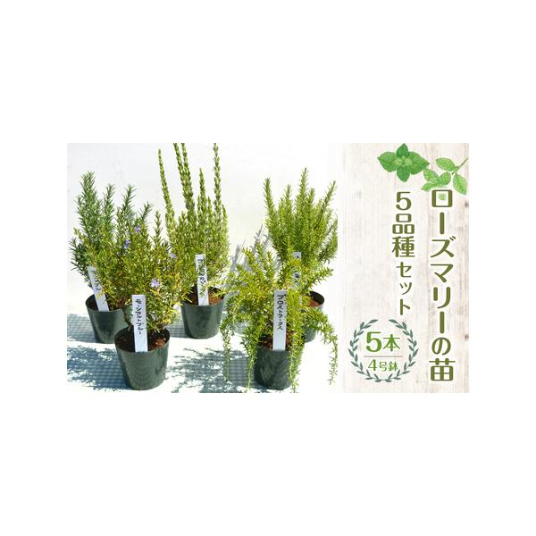 ■ 容量　ローズマリーの苗 4号鉢（12cm） 5本■ 配送について　入金確認後準備でき次第発送　タイプ：【常温】