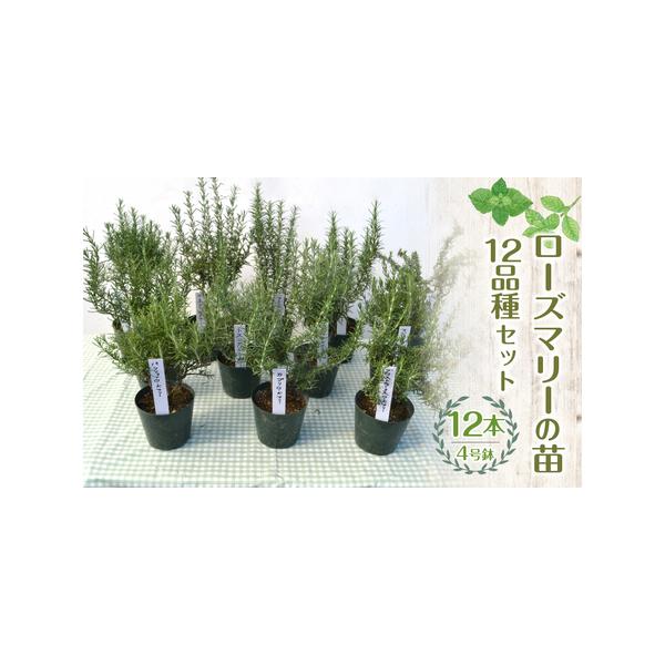 ■ 容量　ローズマリーの苗 4号鉢（12cm） 12本■ 配送について　入金確認後準備でき次第発送　タイプ：【常温】