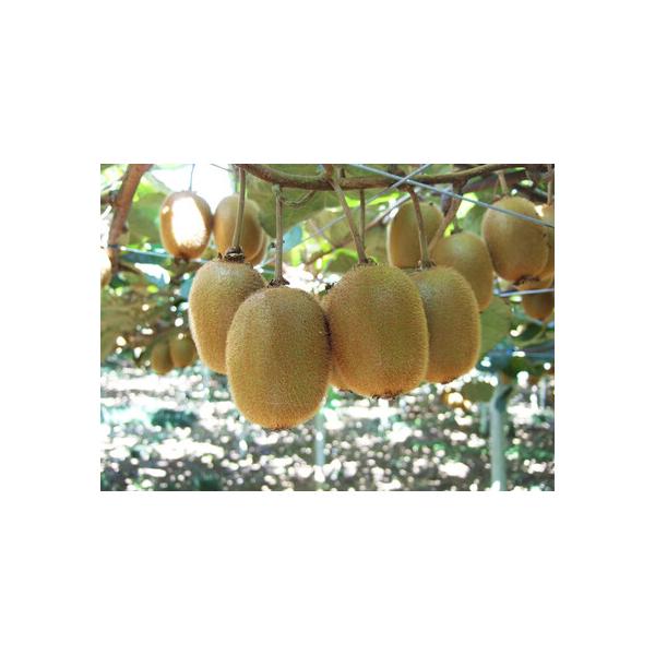 ■ 容量　約3kg（20玉、24玉、27玉、30玉）　【賞味期限】　出荷日＋12日　【アレルギー】　キウイフルーツ　※ 表示内容に関しては各事業者の指定に基づき掲載しており、一切の内容を保証するものではございません。　※ご不明の点がございま...