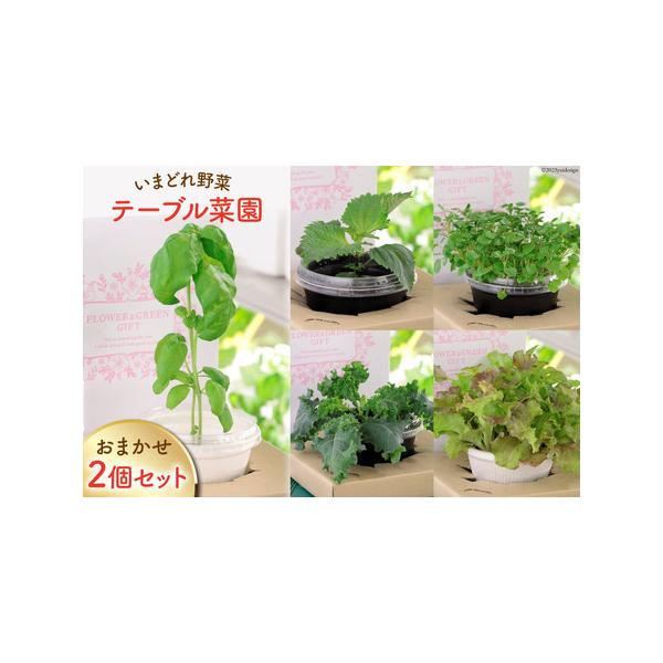 ■ 容量　水耕栽培の野菜（大葉・バジル・※クレソン・※ケール・※レタスの中からお届けします）カップ植え　　◆事業者おすすめの野菜をお送りいたします　※印の野菜について、生育状況によりお届けまでお時間を頂く場合がございます。　　※返品交換は出...