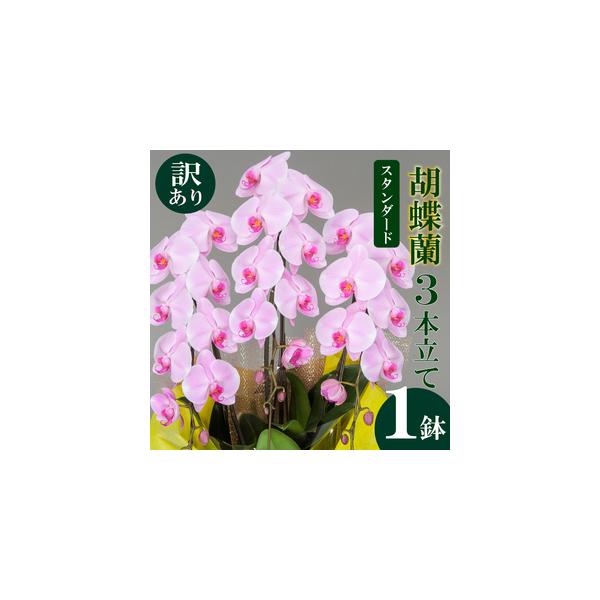 ■ 容量　胡蝶蘭:3本立て　■高さ:85cm〜95cm　■幅:45cm〜55cm　■重量:約4.8~5.5kg■ 配送について　入金確認から最短で1週間、最長で1ヶ月弱お時間をいただきます。　※商品が寒さに弱いため、11月〜3月末日まで下記...