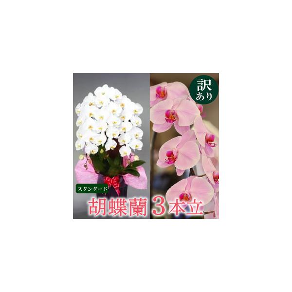 ■ 容量　胡蝶蘭:3本立て　■高さ:85cm〜95cm　■幅:45cm〜55cm　■重量:約4.8〜5.5kg■ 配送について　入金確認から10日程度で発送。　※商品が寒さに弱いため、11月〜3月末日まで下記の地域には発送できません。　(北...
