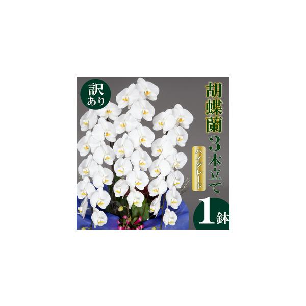 ■ 容量　胡蝶蘭:3本立て　■高さ:95cm〜105cm　■幅:45cm55cm　■重量:約5〜5.8kg■ 配送について　入金確認から10日で発送。　※商品が寒さに弱いため、11月〜3月末日まで下記の地域には発送できません。　(北海道・青...