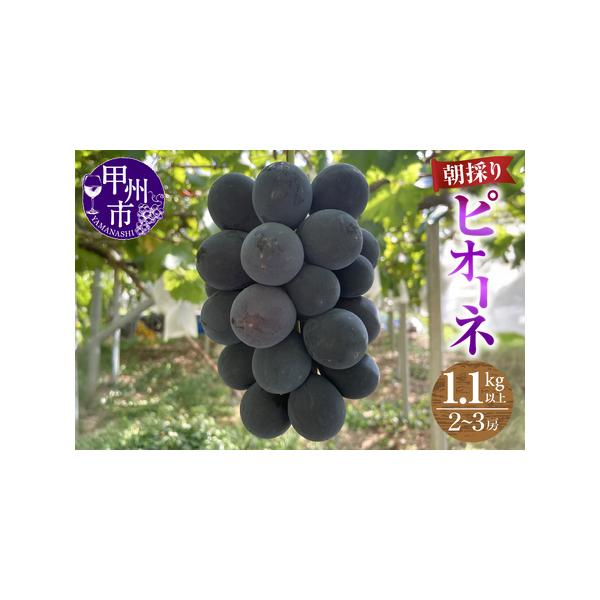 ■ 容量　ピオーネ 1.1kg以上（2〜3房）　　【申込期日】　2026年9月中旬頃まで　【消費期限】　到着次第、お早めにお召し上がりください。　　【注意事項】　※上記注意事項を必ずご確認ください。　※画像はイメージです。　※収穫時期により...