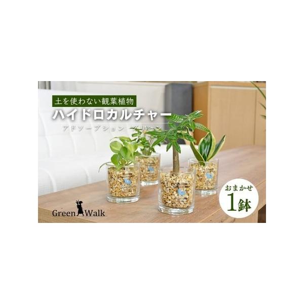 ■ 容量　器：W7.4cm×H8cm　植物含めた高さ：約10-15cm前後■ 配送について　ご入金確認から2週間程度　※以下の期間、地域は発送不可となりますのでご了承ください。発送可となった時点で速やかにお送りいたします。　【配送不可期間と...