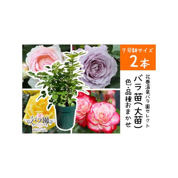 ■ 容量　【容量】　大苗(7号鉢)　2本（約100cm）■ 配送について　※バラの休眠期11月〜2月までは発送休止しますが、ご予約という形で注文はお受けし、3月1日から発送を開始いたします。　タイプ：【常温】
