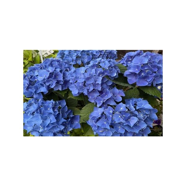 ■ 容量　幅35cm×高さ50cm■ 配送について　2026年5月1日から2026年5月9日出荷予定　※お花の生育状況により前後する可能性がございます　※着日指定は承れませんのでご了承ください　タイプ：【常温】