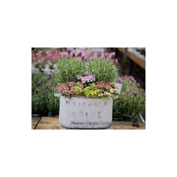 ■ 容量　お花の寄せ植え1鉢　鉢サイズ：直径30cm前後　■ 配送について　毎年3月?12月　　タイプ：【常温】