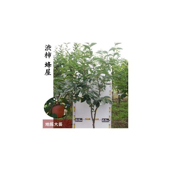 ■ 容量　カキ（渋柿） 蜂屋（はちや）[地掘苗]　1苗■ 配送について　2025年11月中旬〜2026年3月末頃に順次発送予定