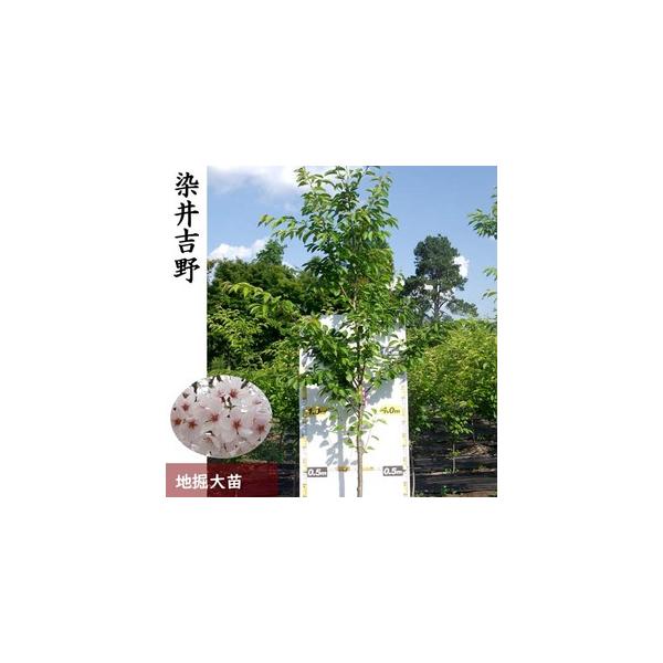 ■ 容量　サクラ（桜） 染井吉野[地掘苗]　1苗■ 配送について　2025年11月中旬〜2026年3月下旬頃に順次発送予定（1・2月を除く）　※配送可能時期からお客様と日程調整後配送