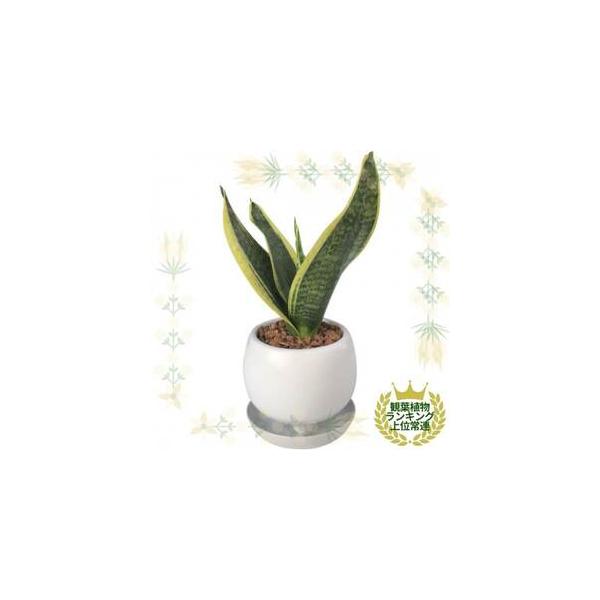 ■ 容量　※上記に記載■ 配送について　お申し込み後1週間程度で順次発送予定　タイプ：【常温】