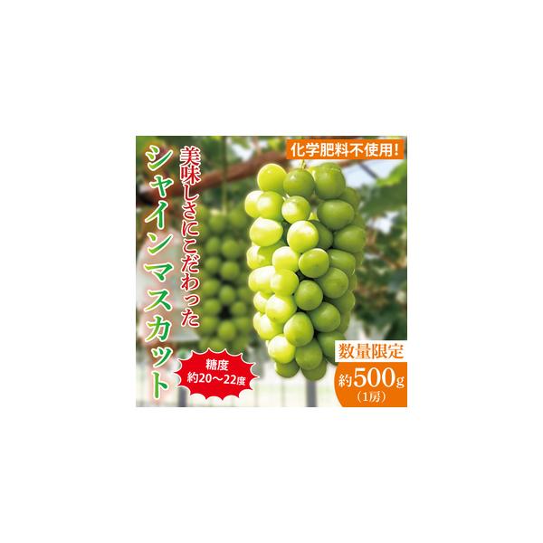 ■ 容量　シャインマスカット１房（約500g）　■ 配送について　ご入金確認後、2026年9月中旬以降順次発送致します。　※生育状況により、配送時期が前後する場合がございます。ご了承下さい。　　タイプ：【冷蔵】