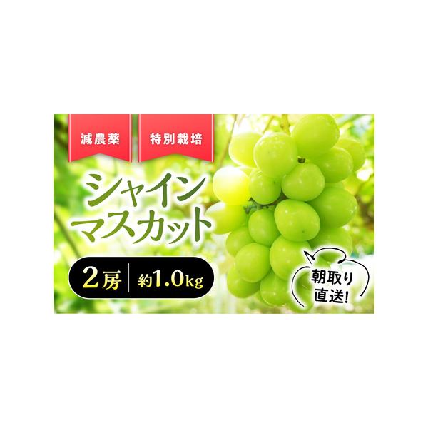 ■ 容量　2026年8月下旬から9月下旬にかけて順次発送予定　※天候により発送時期が前後しますのでご了承願います。　　※沖縄・離島・一部遠隔地へのお届けは出来ません。■ 配送について　※沖縄・離島・一部遠隔地へのお届けは出来ません。
