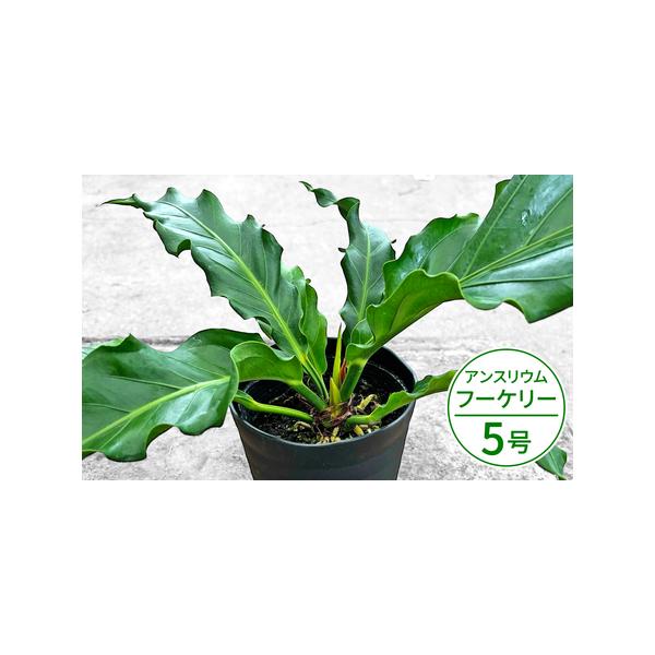 ■ 容量　5号サイズ(鉢直径：約15cm)高さ：50cm前後鉢色：黒(受皿付)■ 配送について　発送時期：4月〜※生花のため冬期の発送はできません。発送期日にご注意ください。　タイプ：【常温】