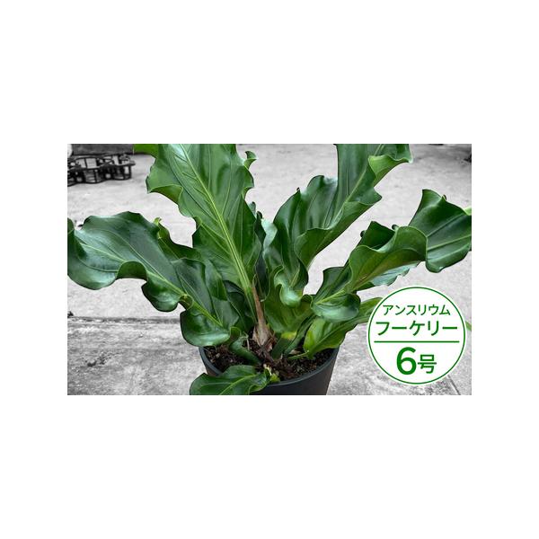 ■ 容量　6号サイズ(鉢直径：約18cm)高さ：60cm前後鉢色：黒(受皿付)■ 配送について　発送時期：4月〜※生花のため冬期の発送はできません。発送期日にご注意ください。　タイプ：【常温】